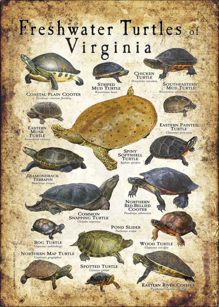 Freshwater Turtles of Virginia Poster Print