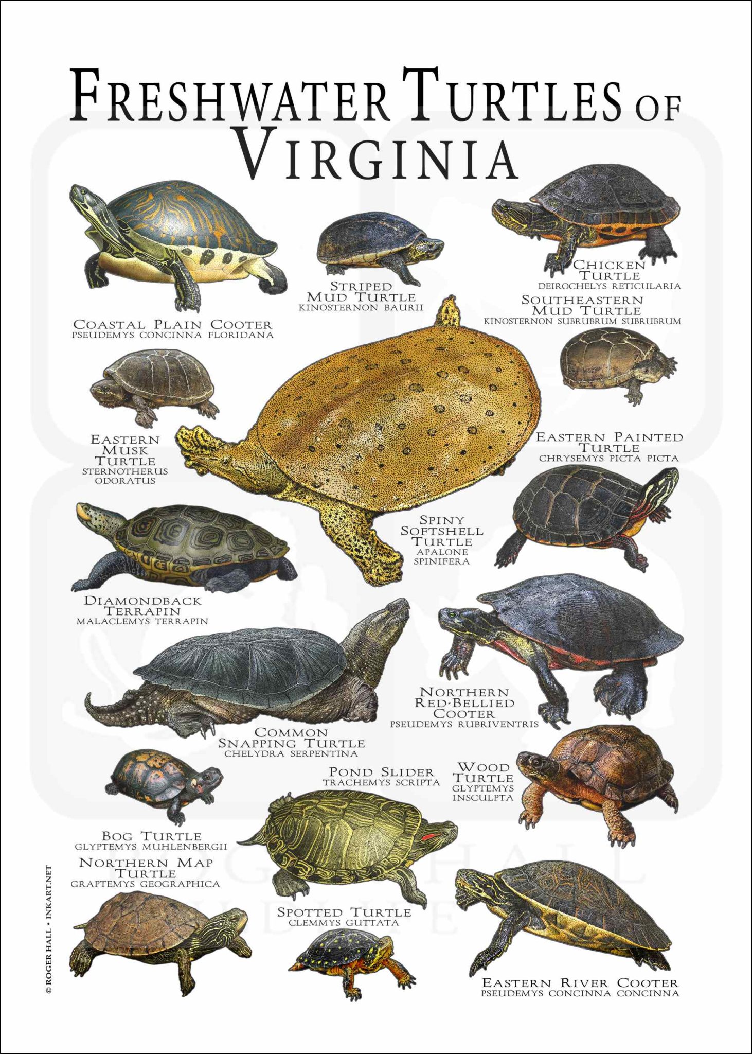 Freshwater Turtles of Virginia Poster Print