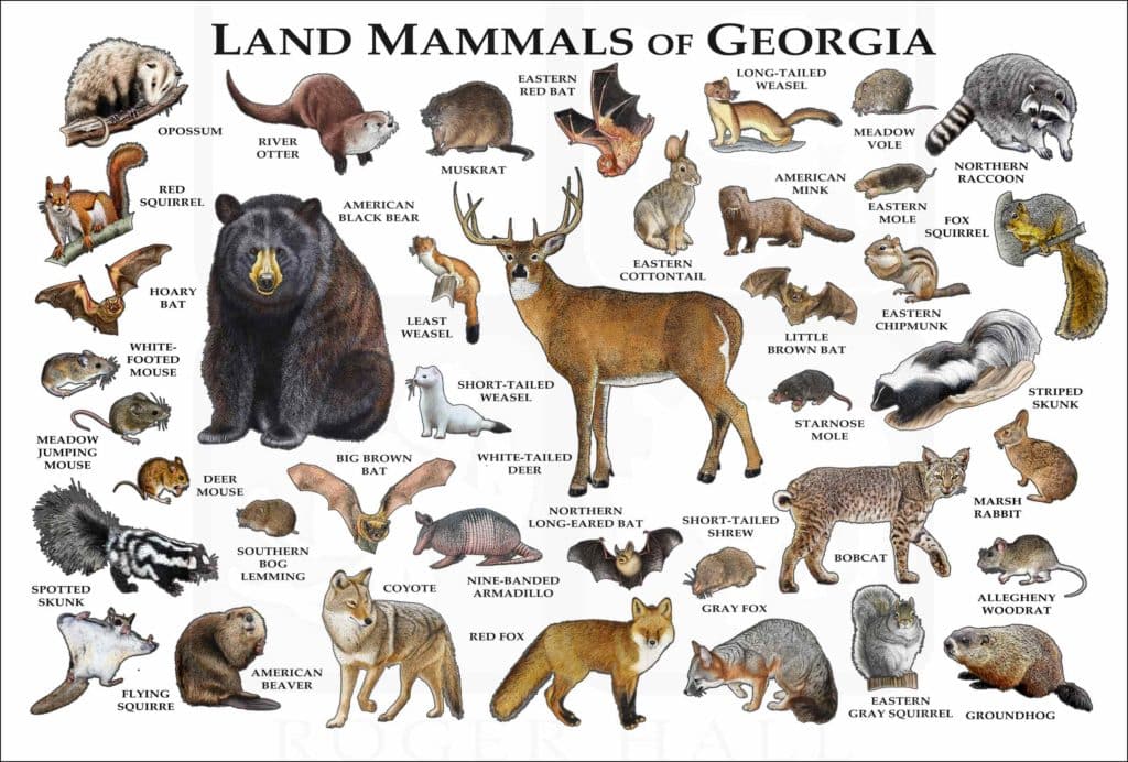 Land Mammals of Georgia Poster Print