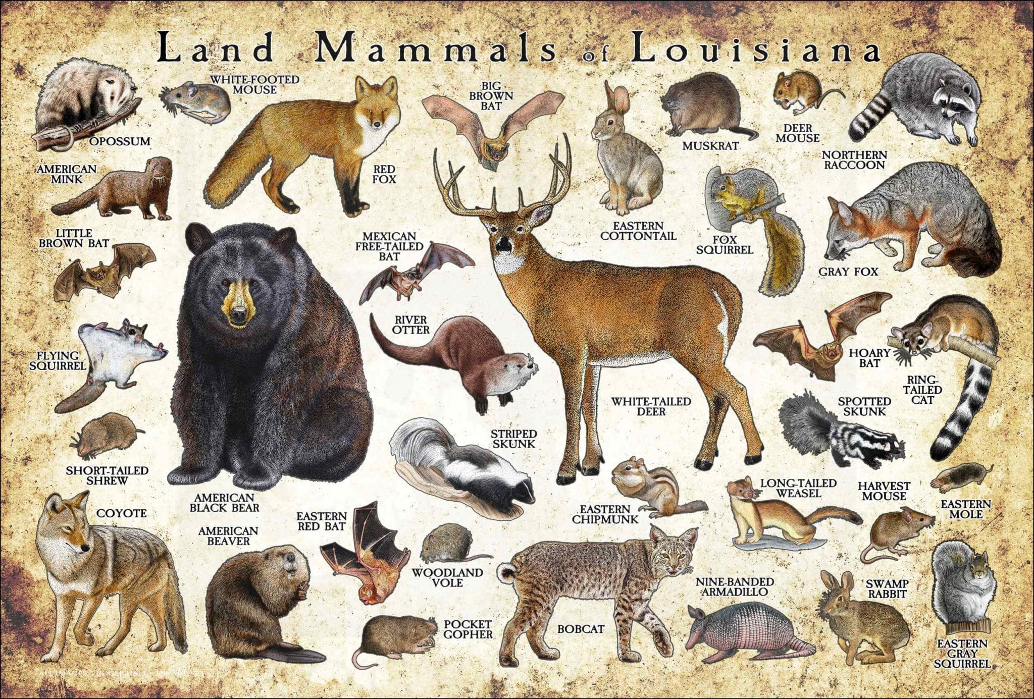Mammals of North Dakota Poster Print