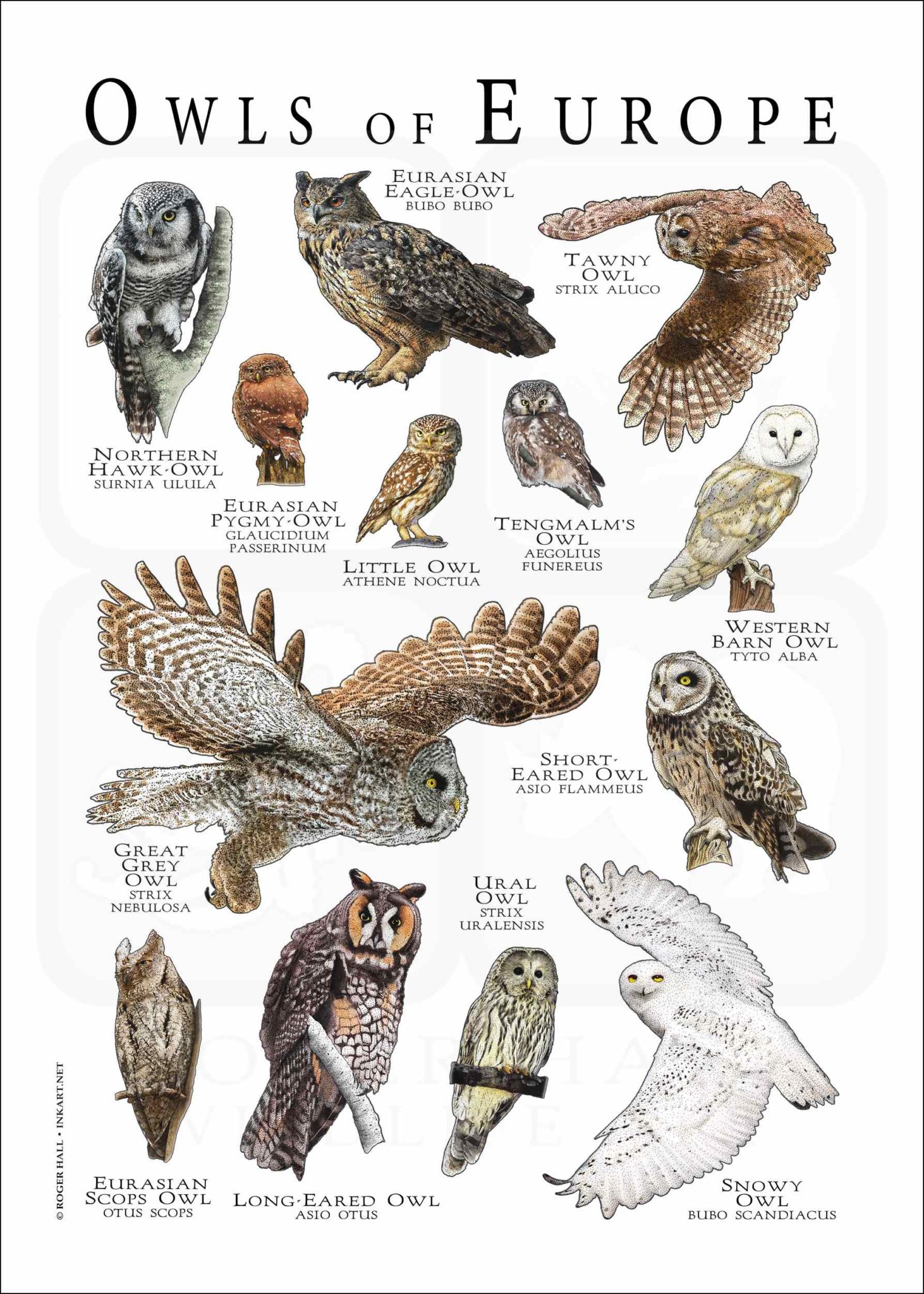 Owls of Europe Poster Print