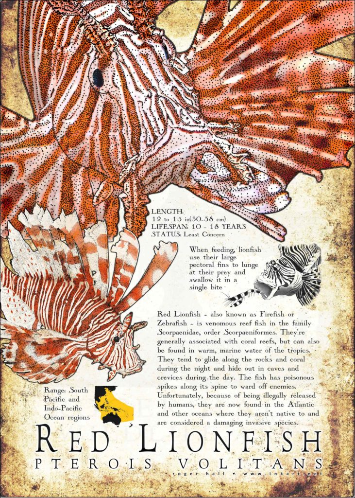 Red Lionfish Poster Print - Wildlife Art