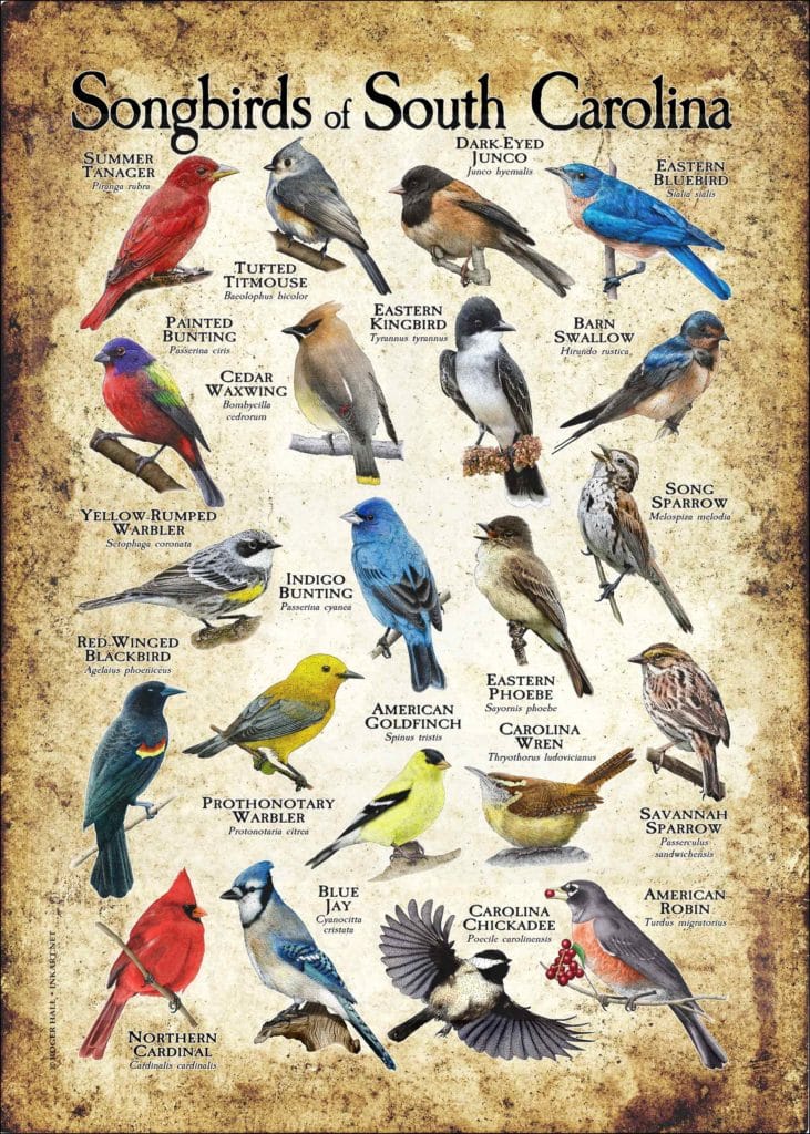 Songbirds of South Carolina Poster Print