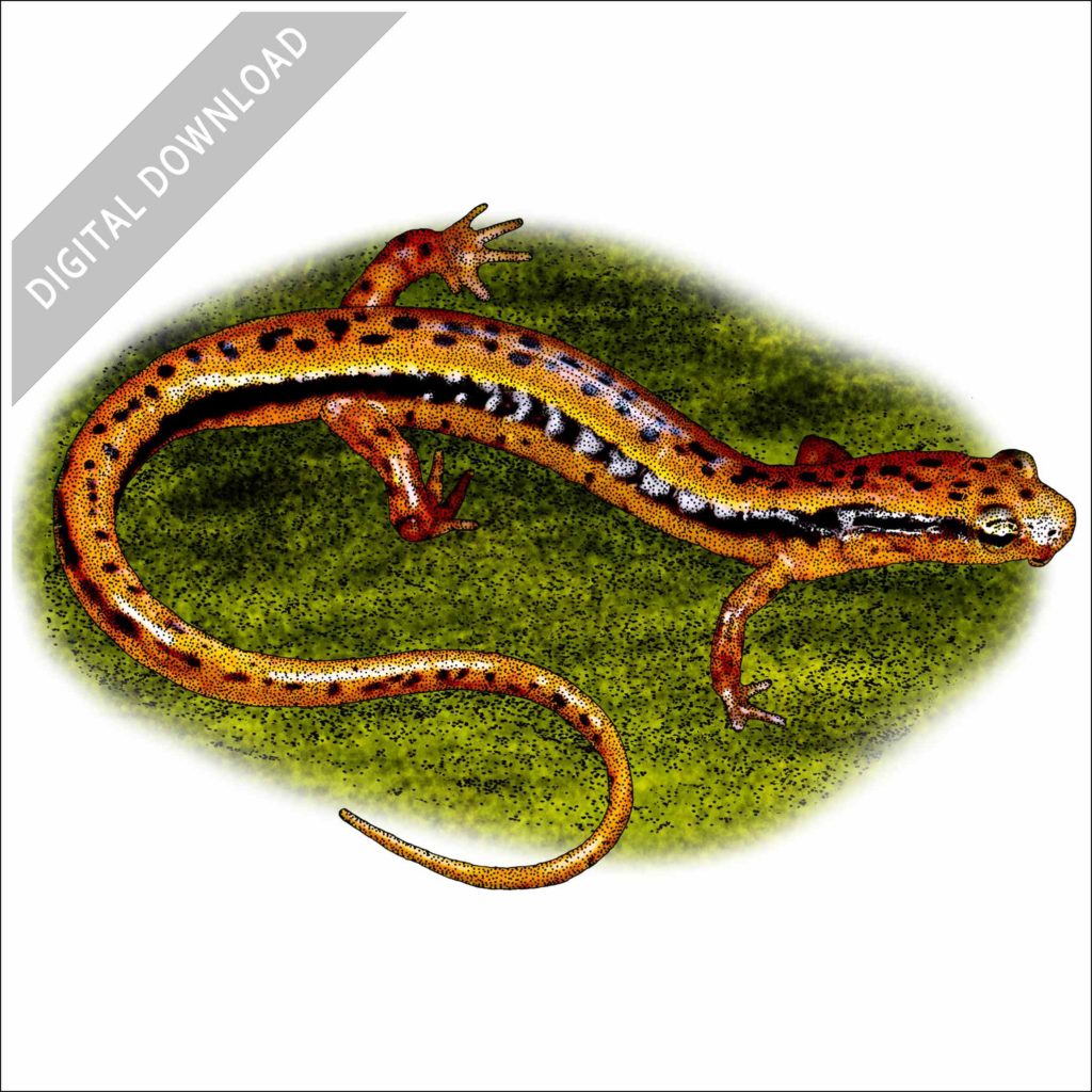 Stock Art Drawing of a Southern Two-Lined Salamander