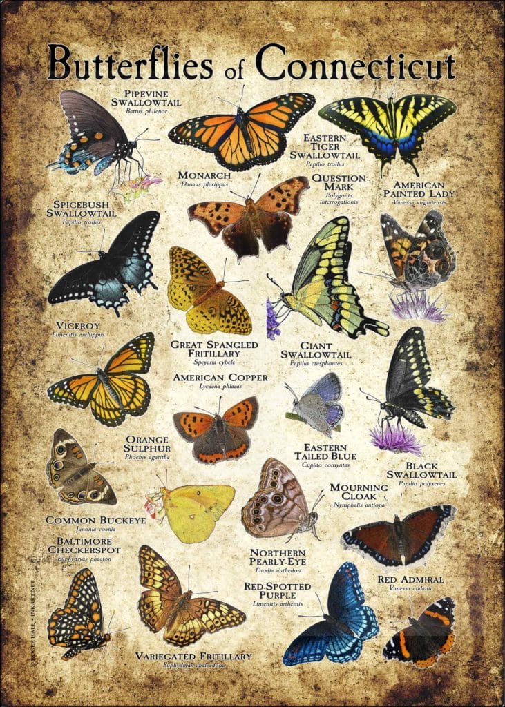 Butterflies of Connecticut Poster Print