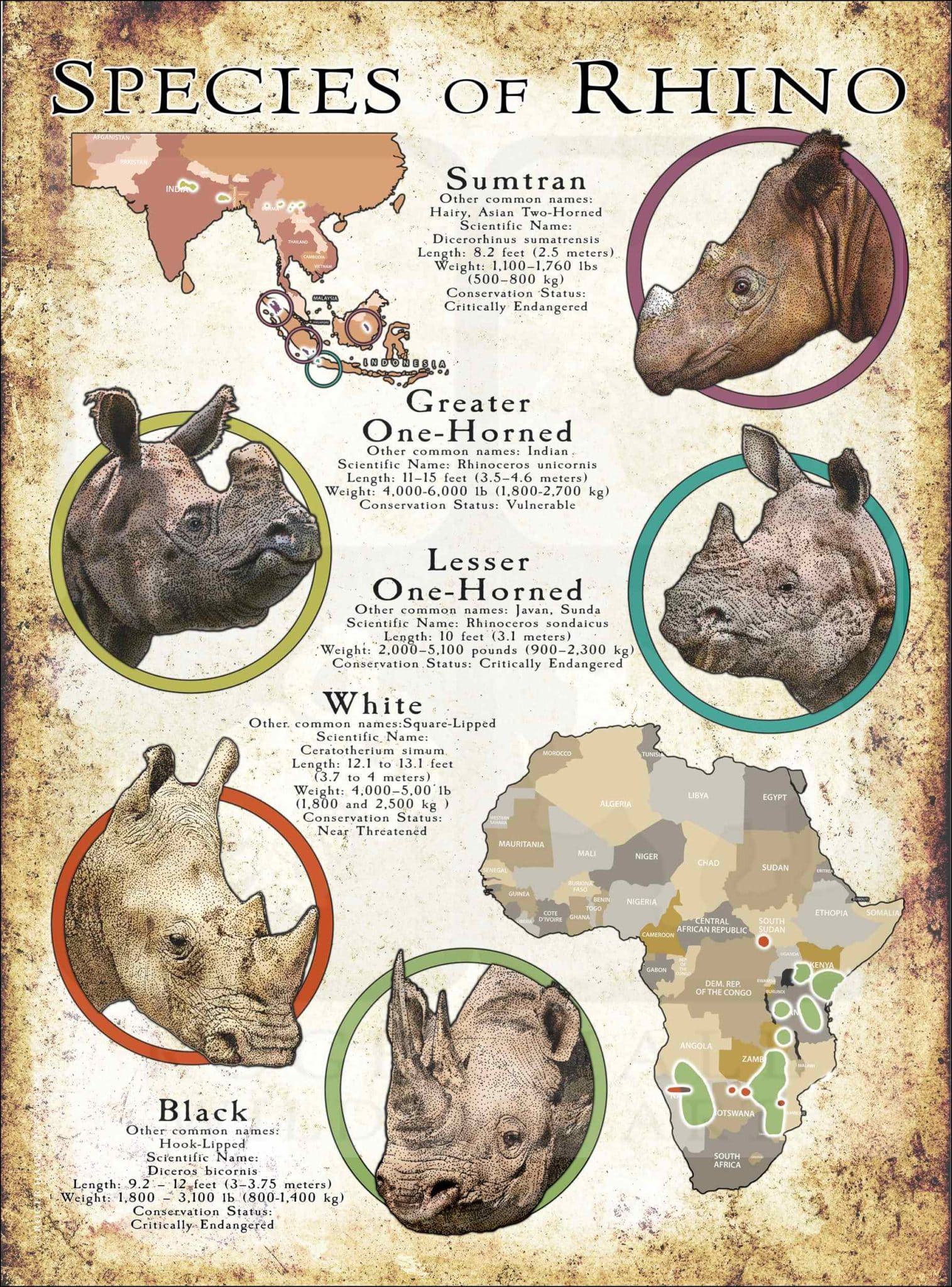 Species of Rhinoceros Poster Print