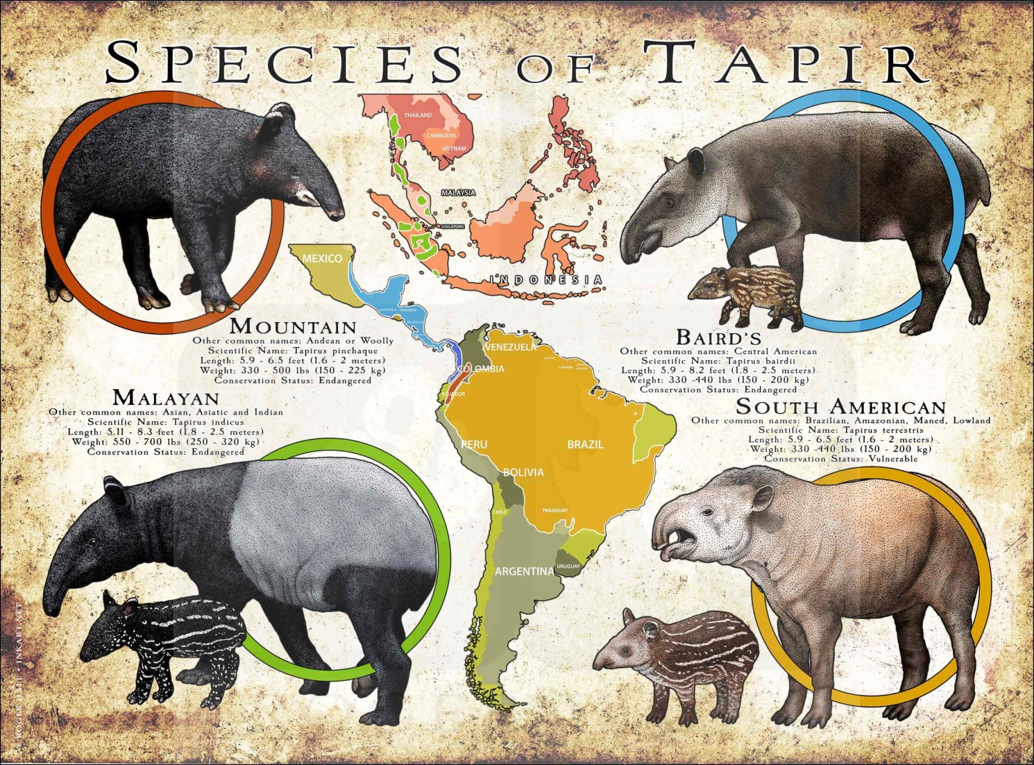 Bear Species Poster Print