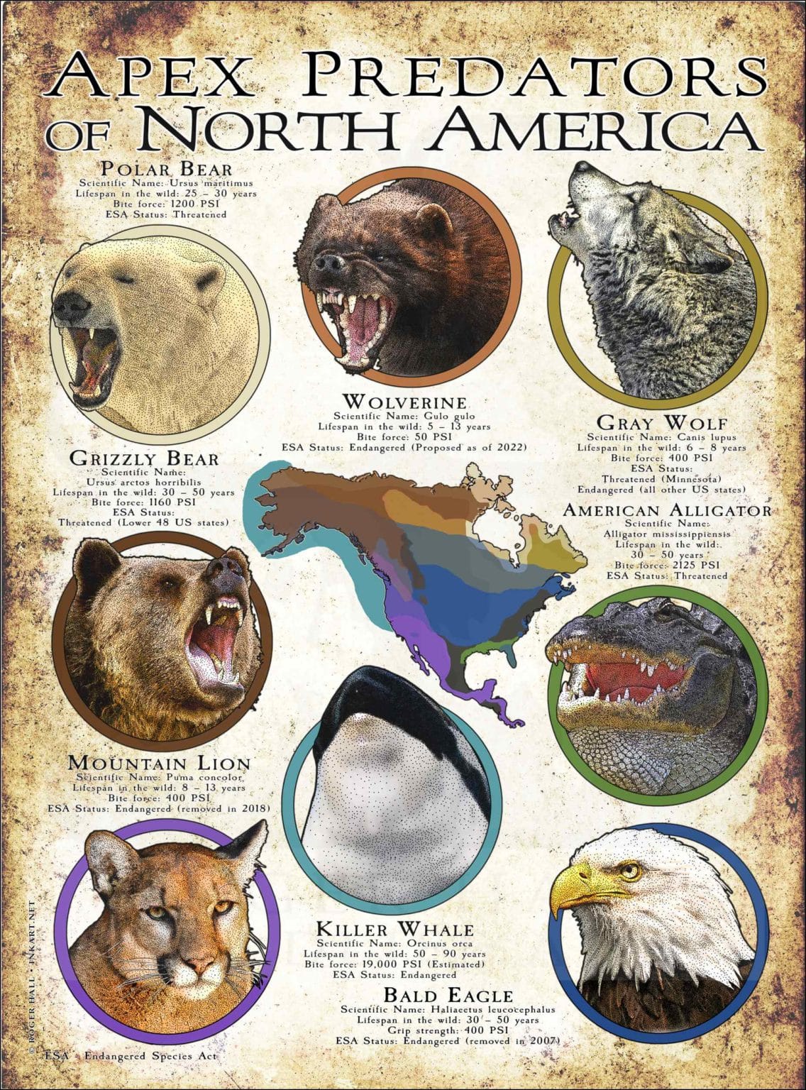 Apex Predators of North America Poster Print