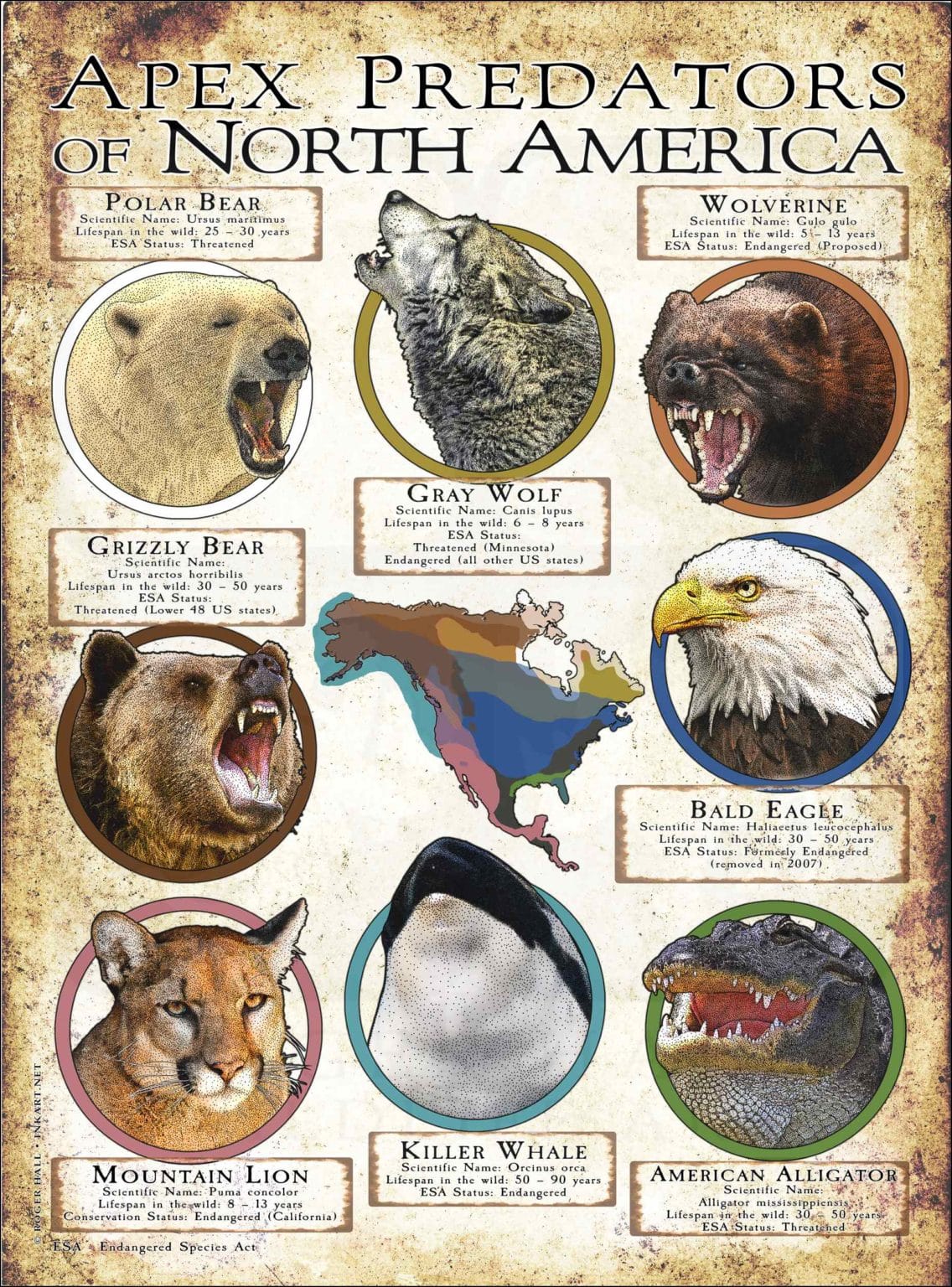 Apex Predators of North America Poster Print
