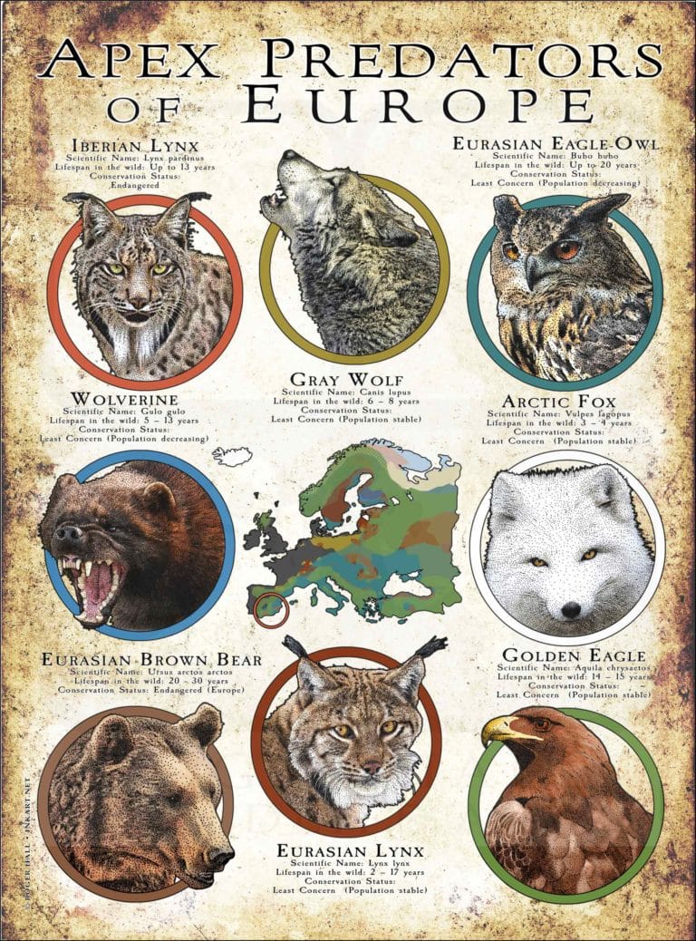 Apex Predators of Europe Poster Print