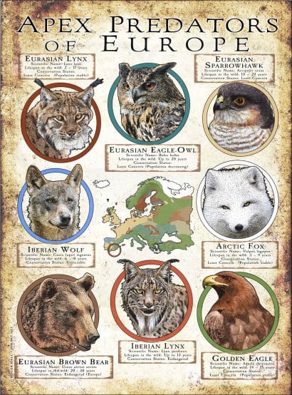 Apex Predators of South America Poster Print