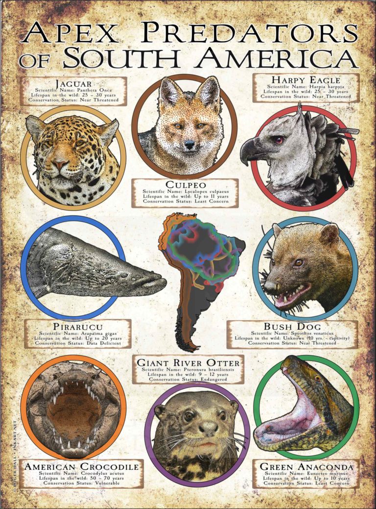 Apex Predators of South America Poster Print