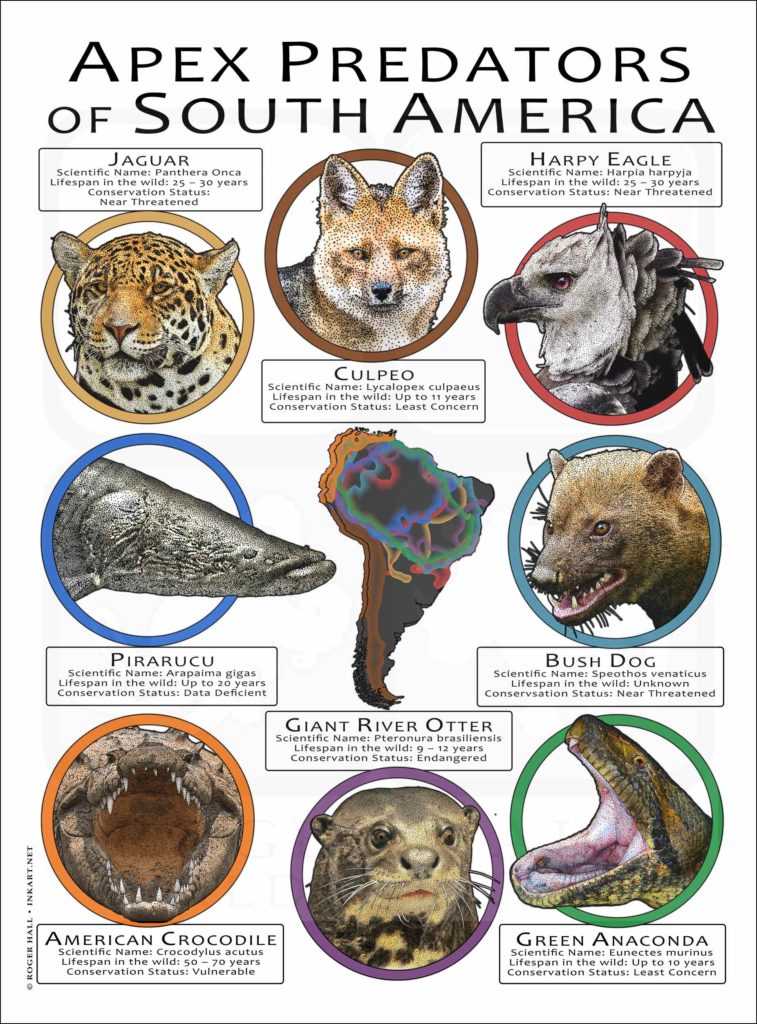 Apex Predators of South America Poster Print