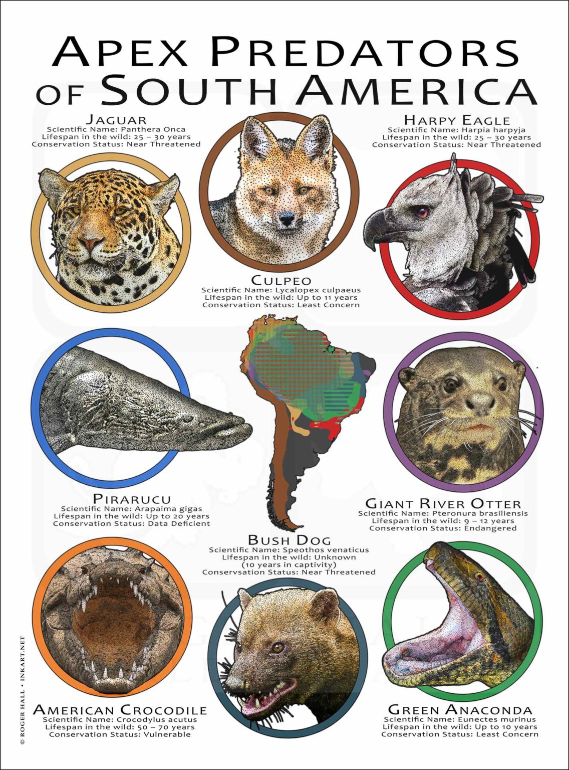 Apex Predators of South America Poster Print