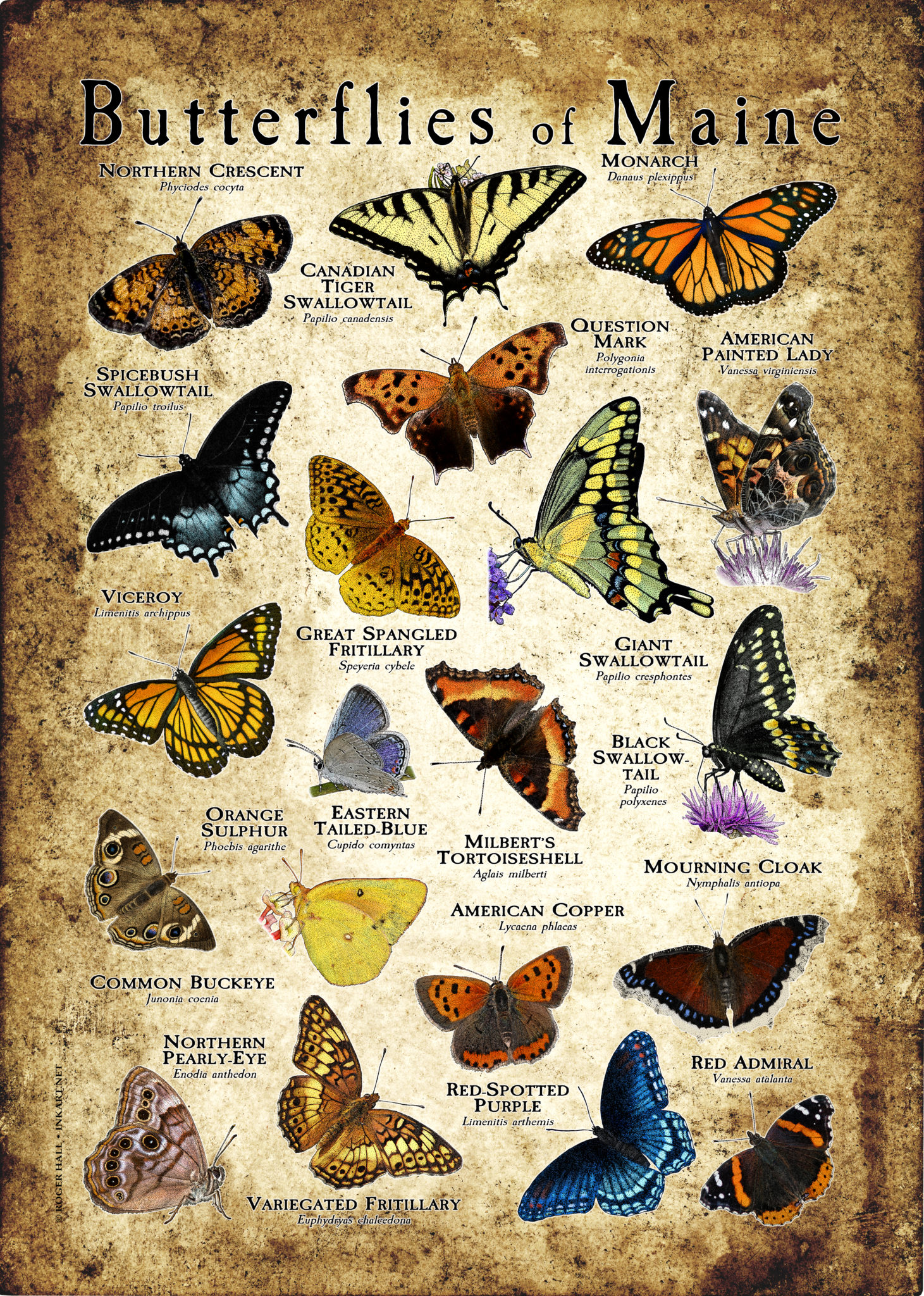 Butterflies of Maine Poster Print