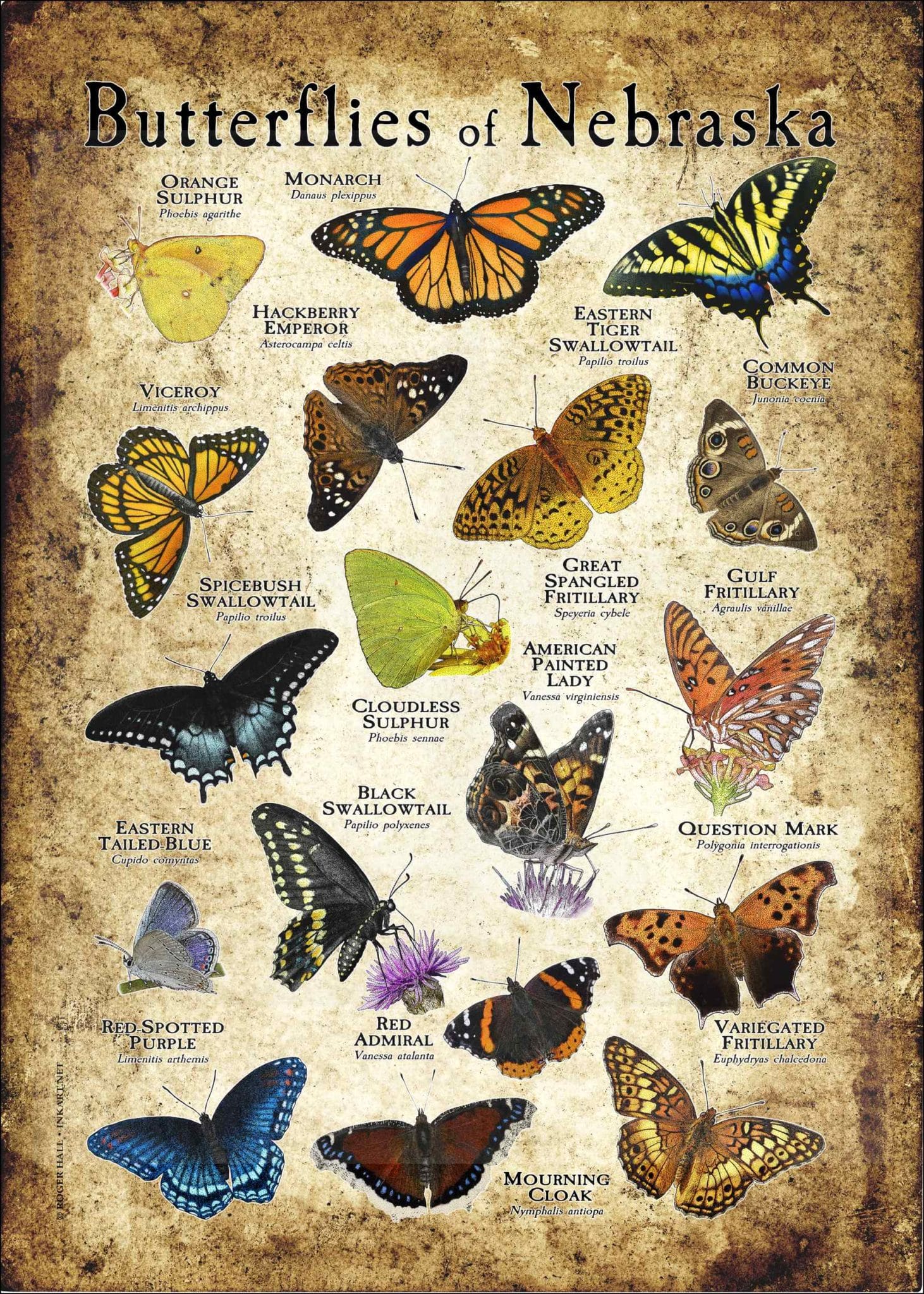 Apex Predators of Africa Poster Print