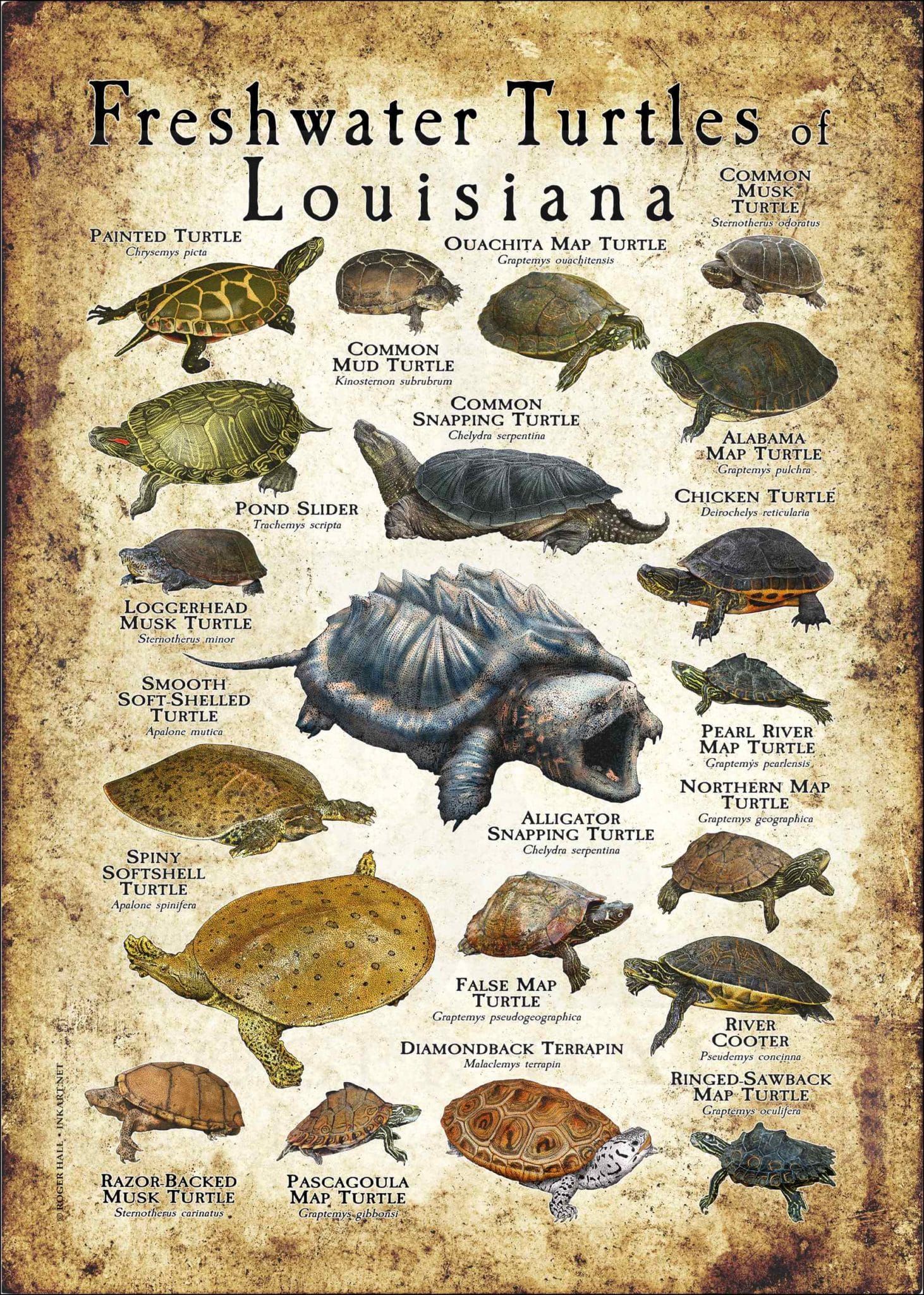 Freshwater Turtles of Minnesota Poster Print