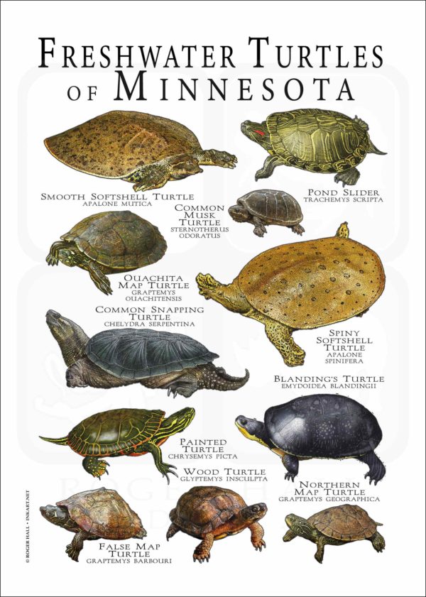 Freshwater Turtles of Minnesota Poster Print