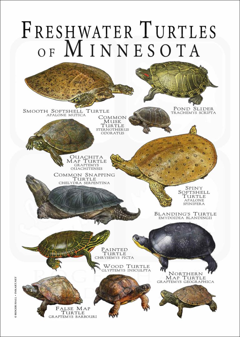 Freshwater Turtles of Minnesota Poster Print