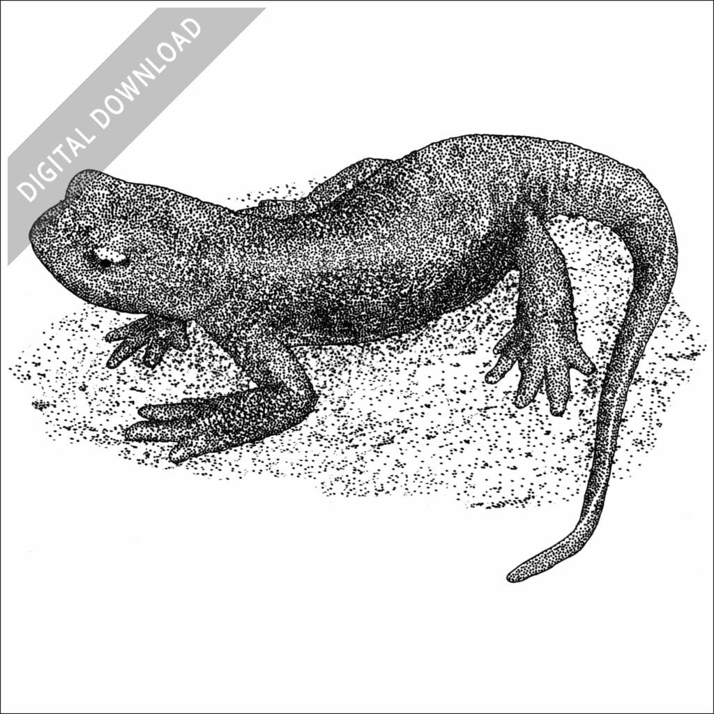 Stock Art Drawing of a Sierra Newt