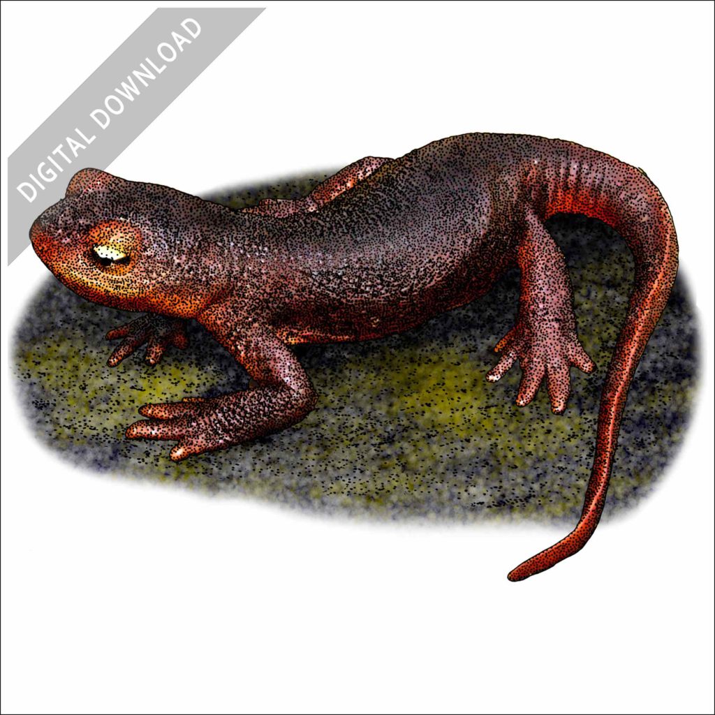 Stock Art Drawing of a Sierra Newt