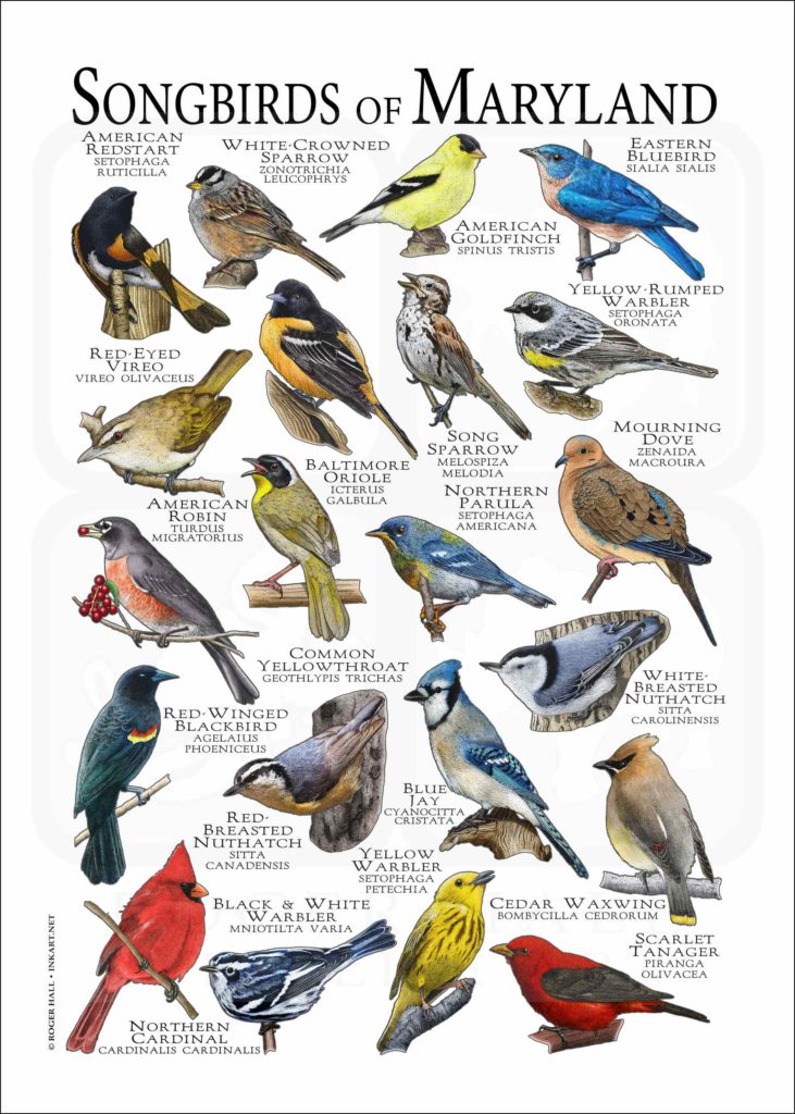 Songbirds of Maryland Poster Print
