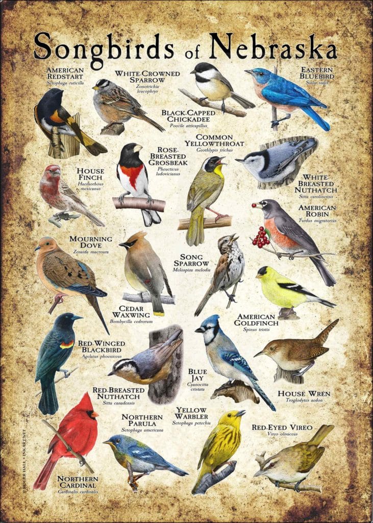 Songbirds of Nebraska Poster Print