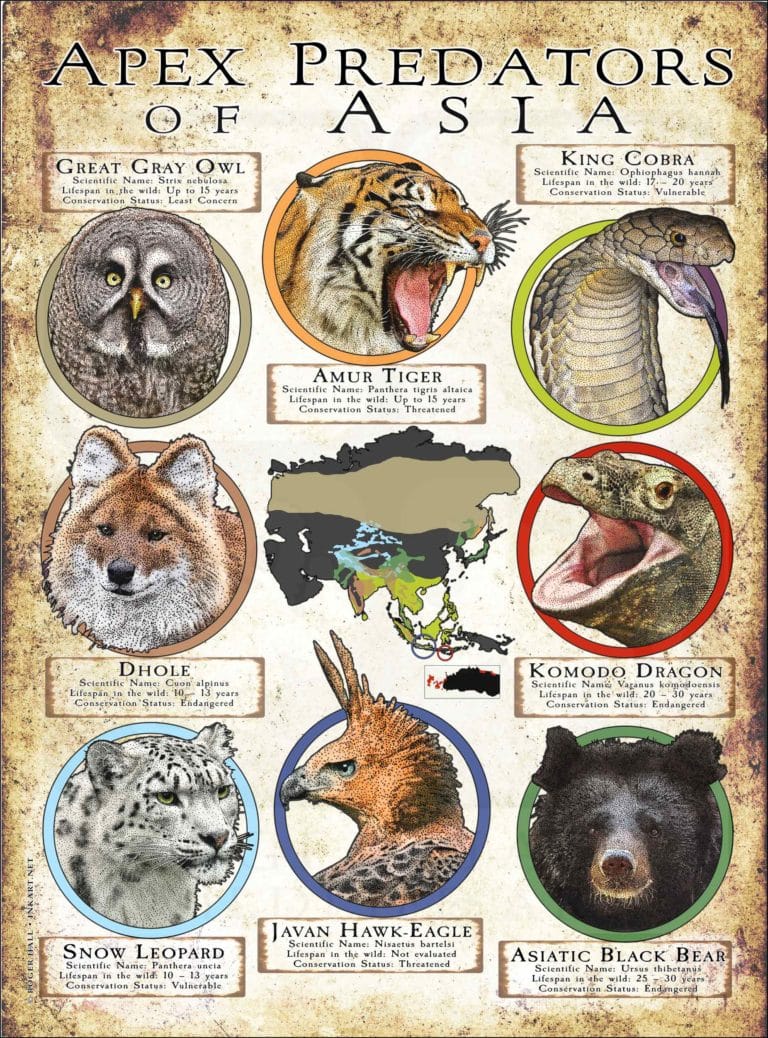 Apex Predators of Asia Poster Print