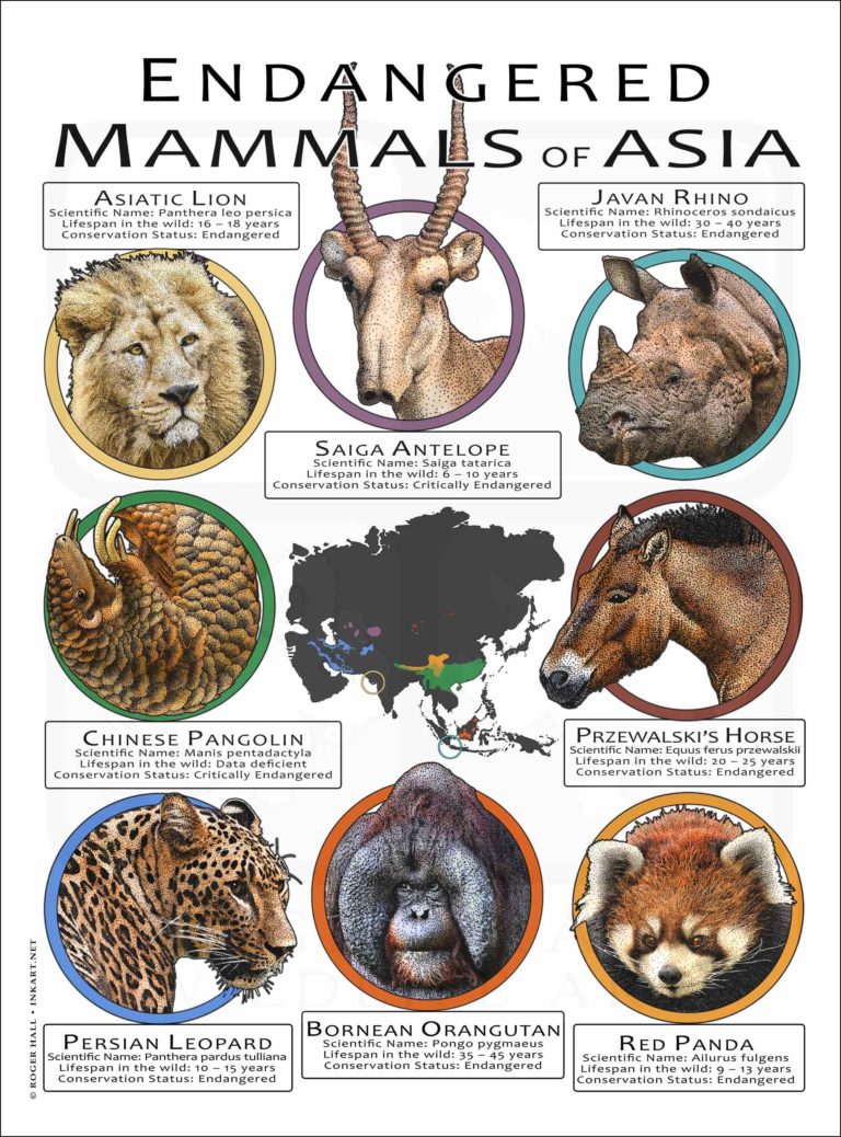 Endangered Mammals of Asia Poster Print