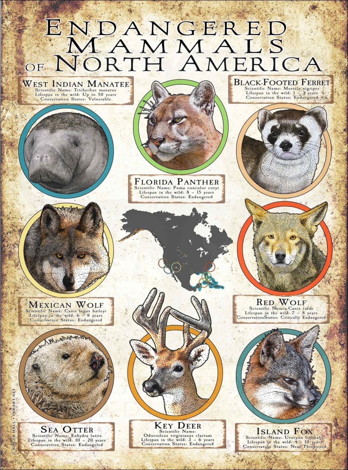 Endangered Mammals of North America Poster Print