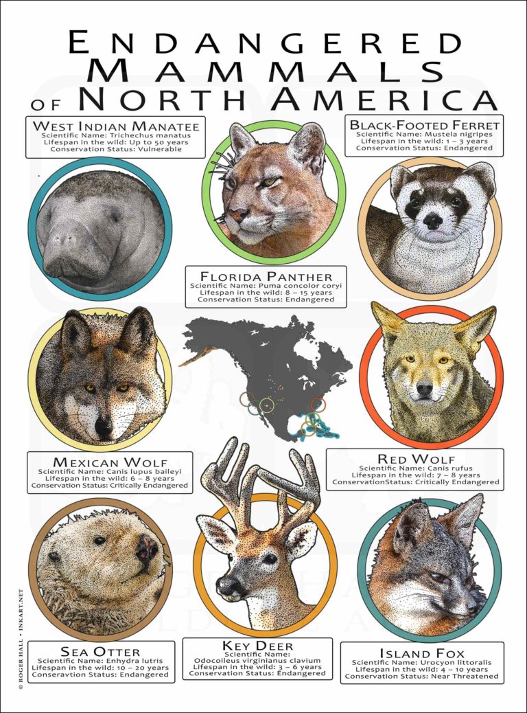 Endangered Mammals of North America Poster Print