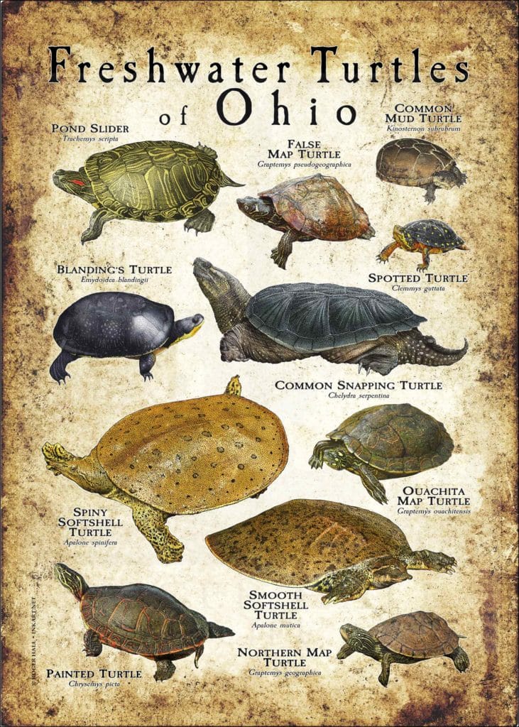 Freshwater Turtles of Ohio Poster Print