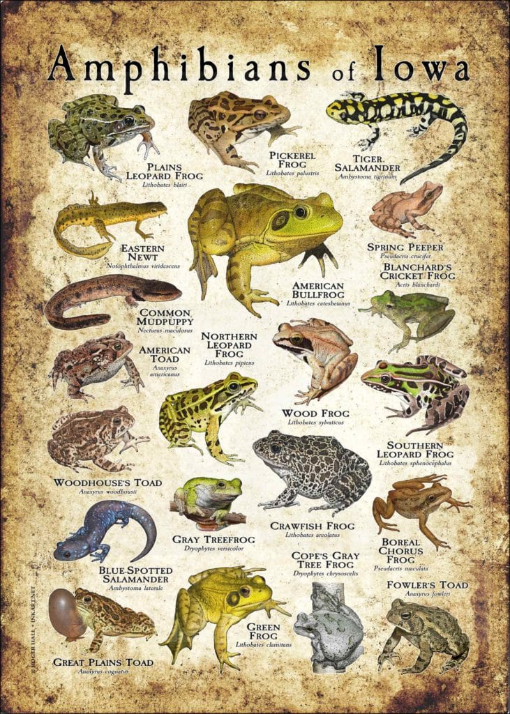 Amphibians of Iowa Poster Print
