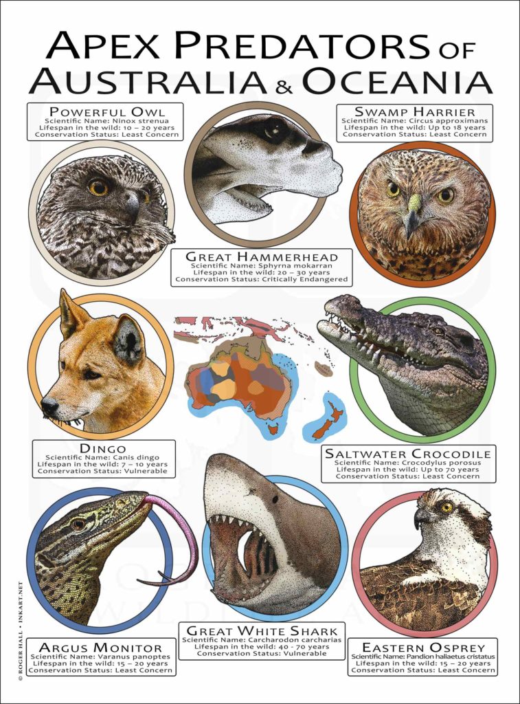 Apex Predators of Australia & Oceania Poster Print