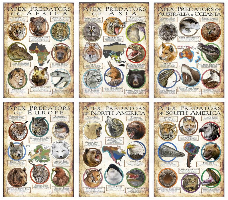 Apex Predators of Australia & Oceania Poster Print