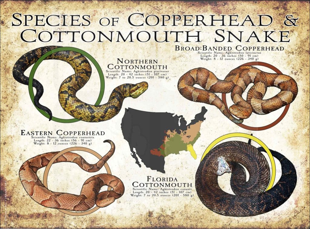 Species of Copperhead & Cottonmouth Poster Print