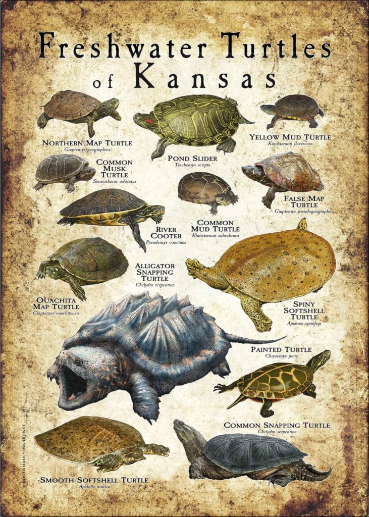 Freshwater Turtles of Kansas Poster Print