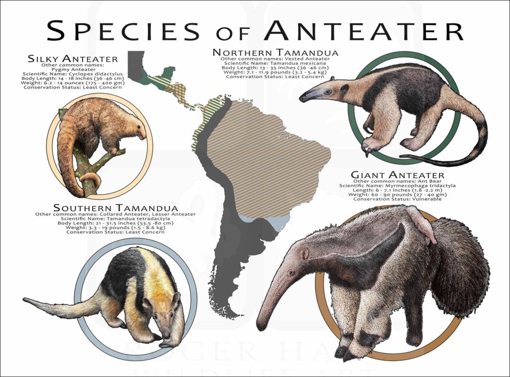 Species of Anteater Poster Print