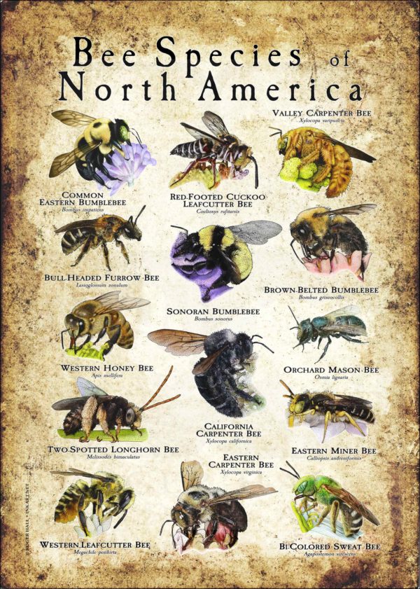 Quail Species of North America Poster Print