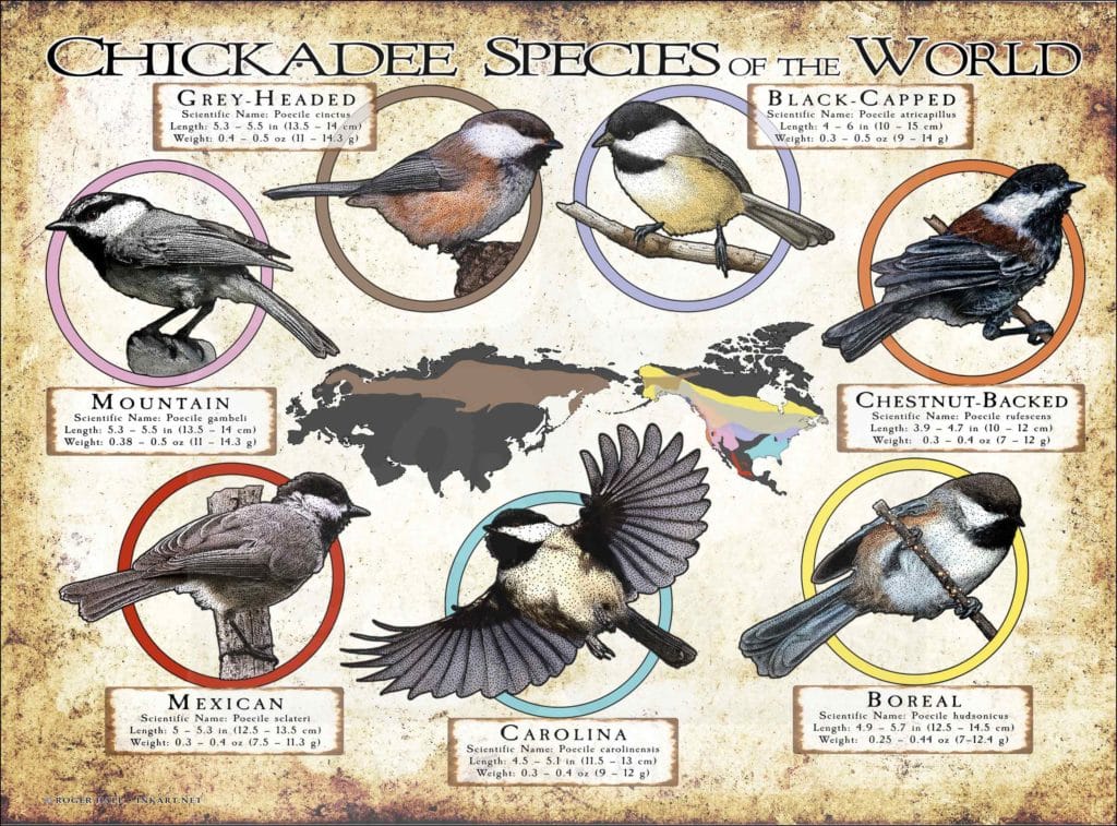 Chickadee Species of the World Poster Print