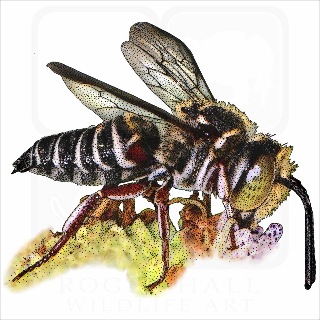 Red-Legged Cuckoo Leafcutter Bee - Signed Fine Art Print
