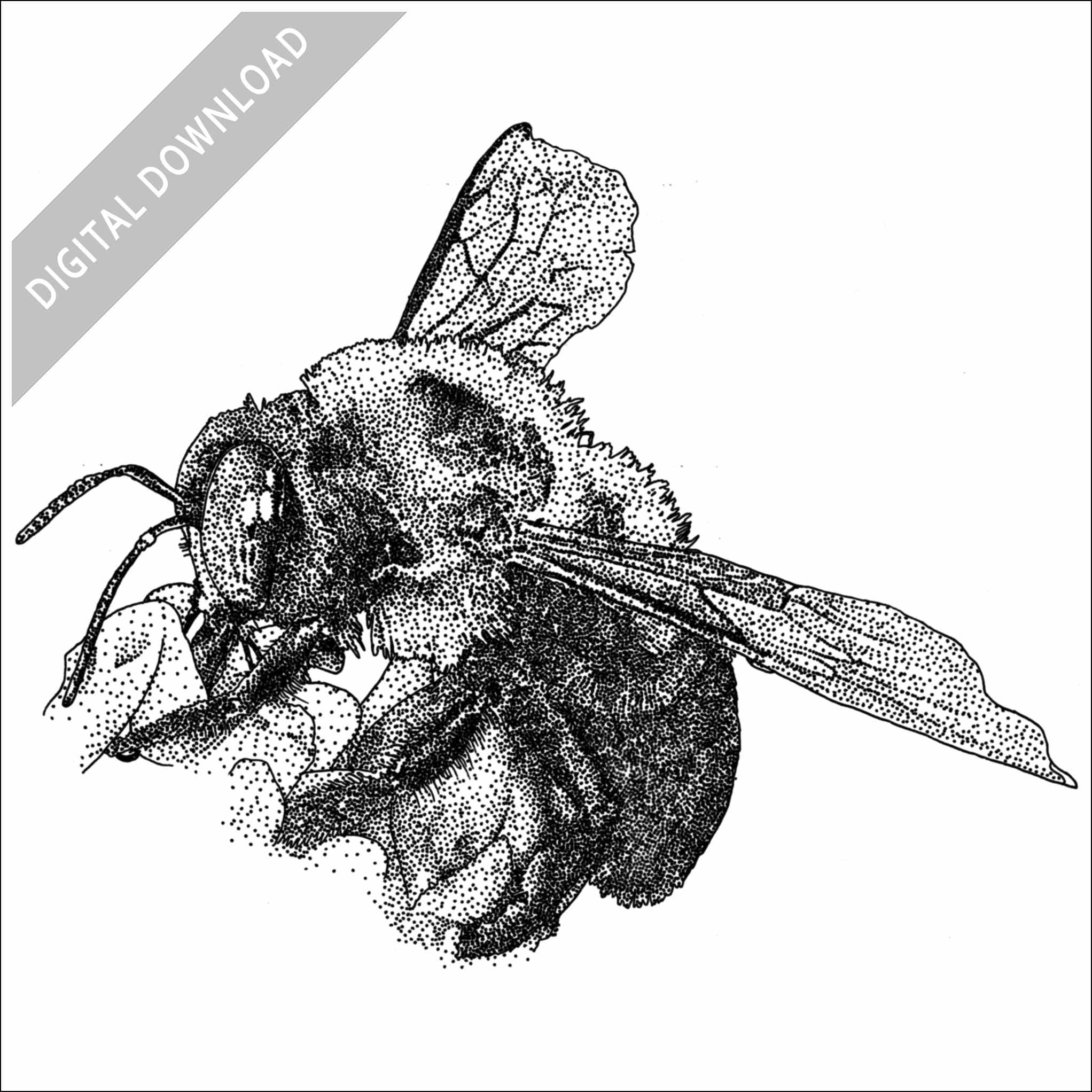 Stock Art Drawing of an Eastern Carpenter Bee