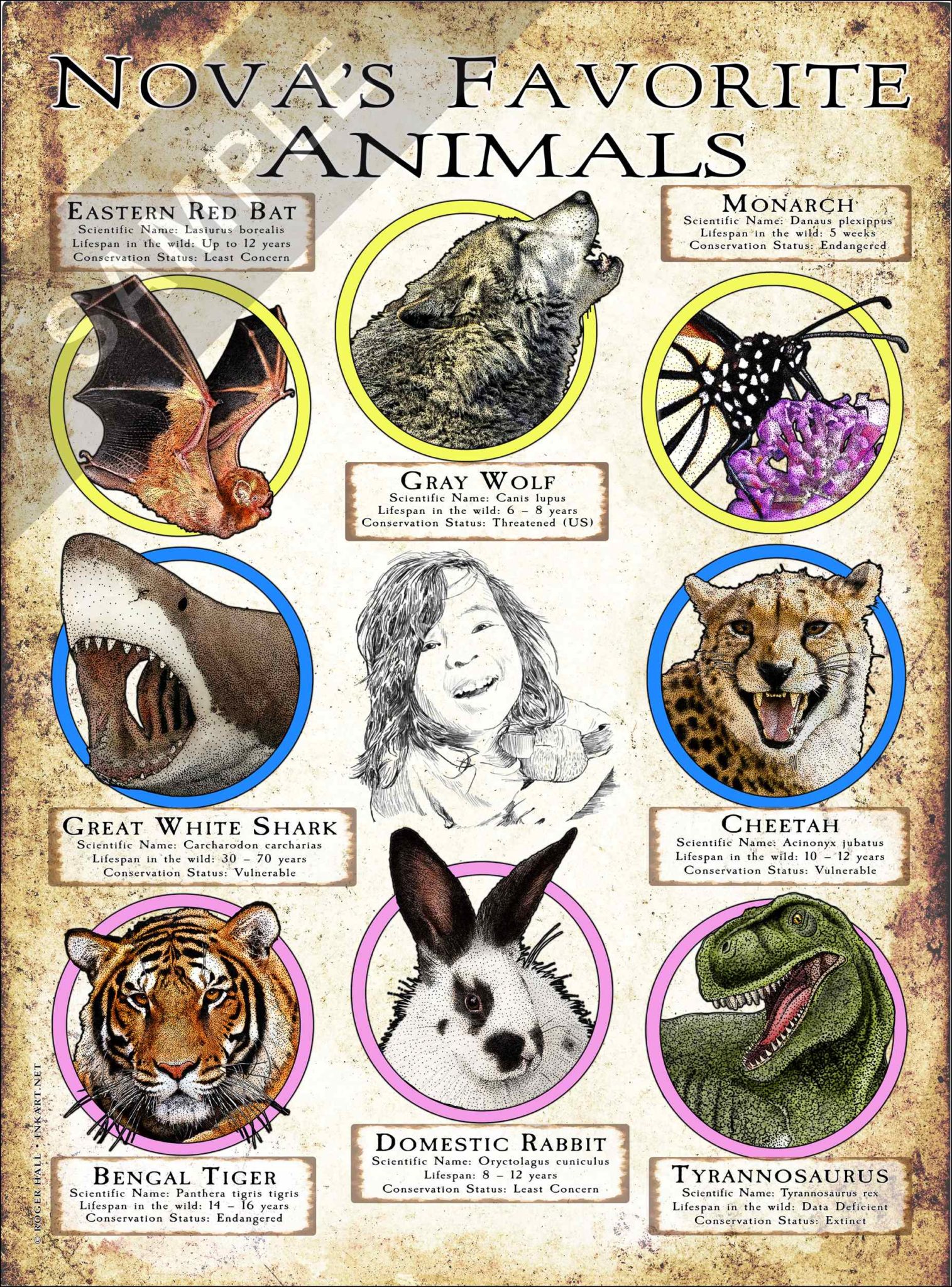 Seahorses of the World Poster Print