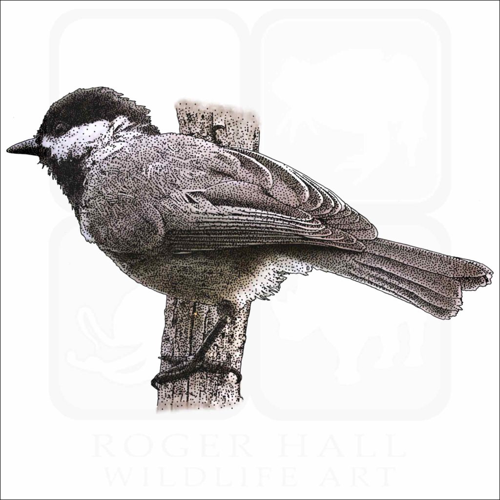 Stock Art Drawing of a Mexican Chickadee - inkart