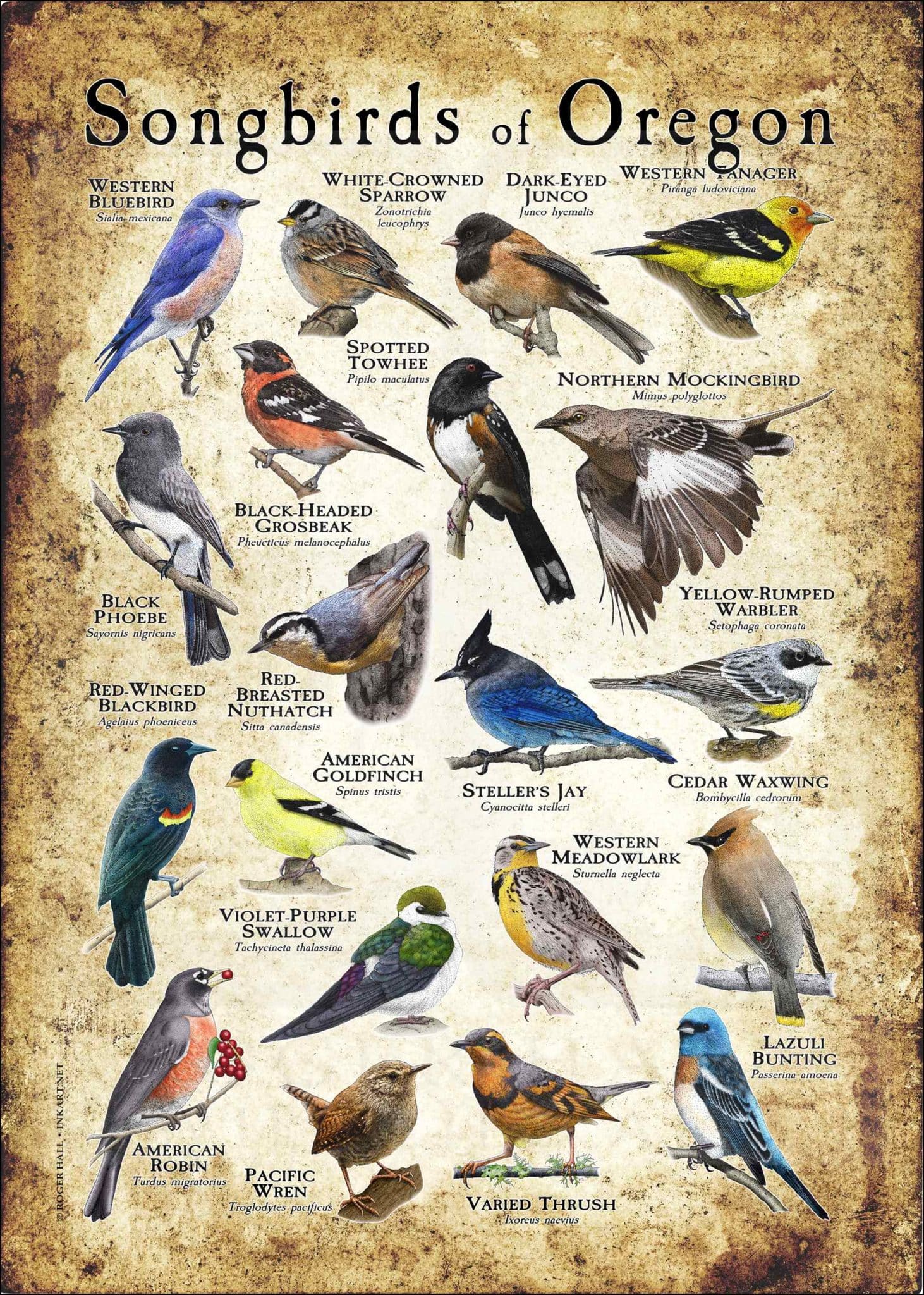 Songbirds of Oregon Poster Print