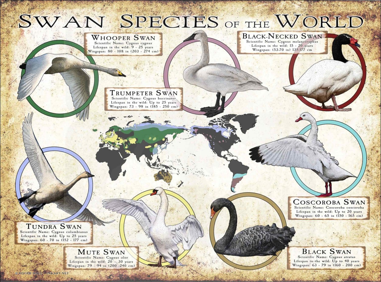 Swan Species of the World Poster Print