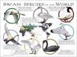 Swan Species of the World Poster Print