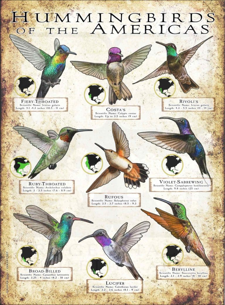 Hummingbirds of the Americas Poster Print