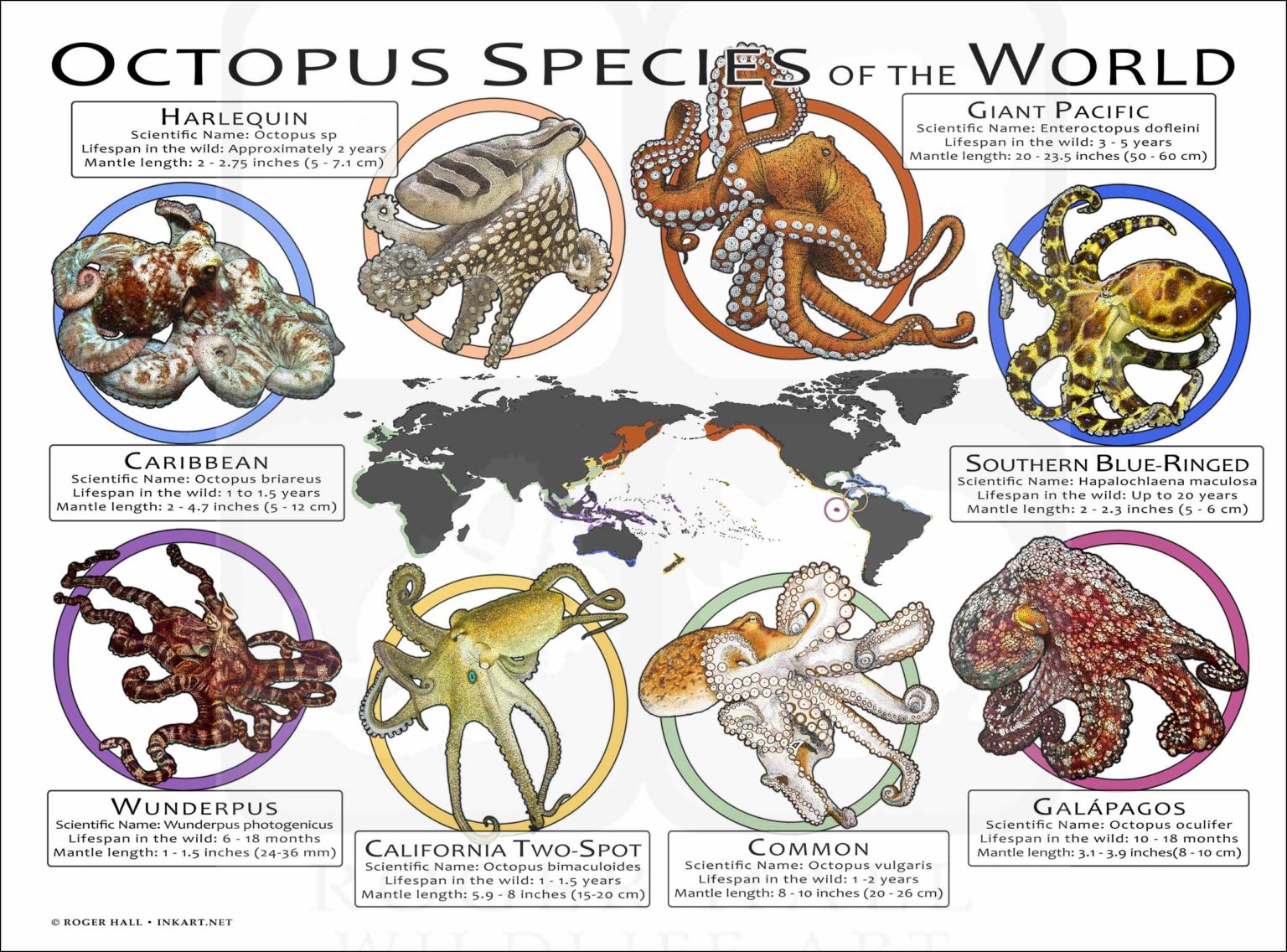 Octopus Species of the World Poster Print