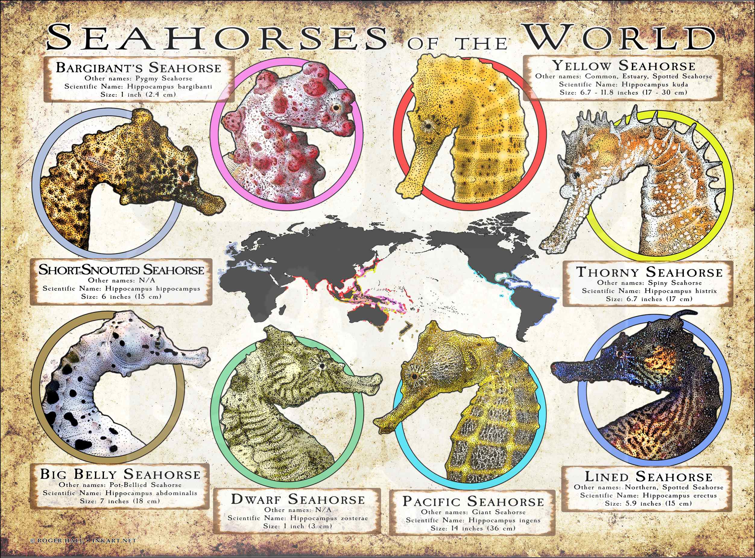 Seahorses Of The World Poster Print